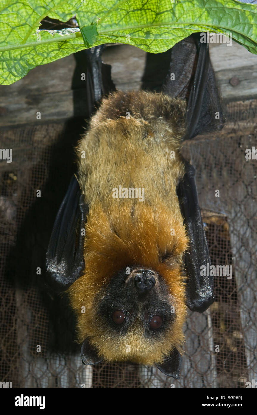 Madagascan Flying Fox,(Pteropus rufus), Madagascar Stock Photo - Alamy