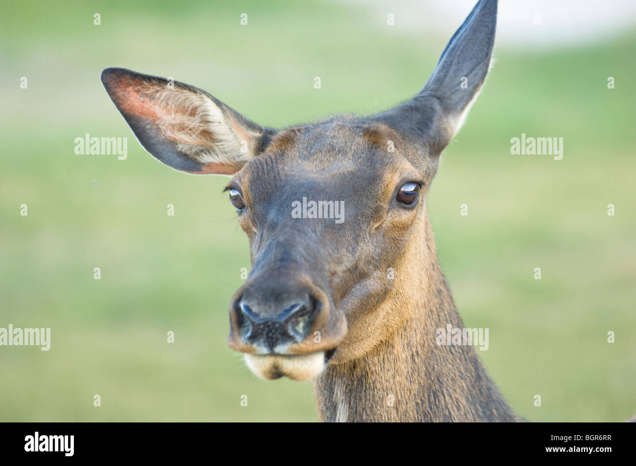 Female american elk hi-res stock photography and images - Alamy