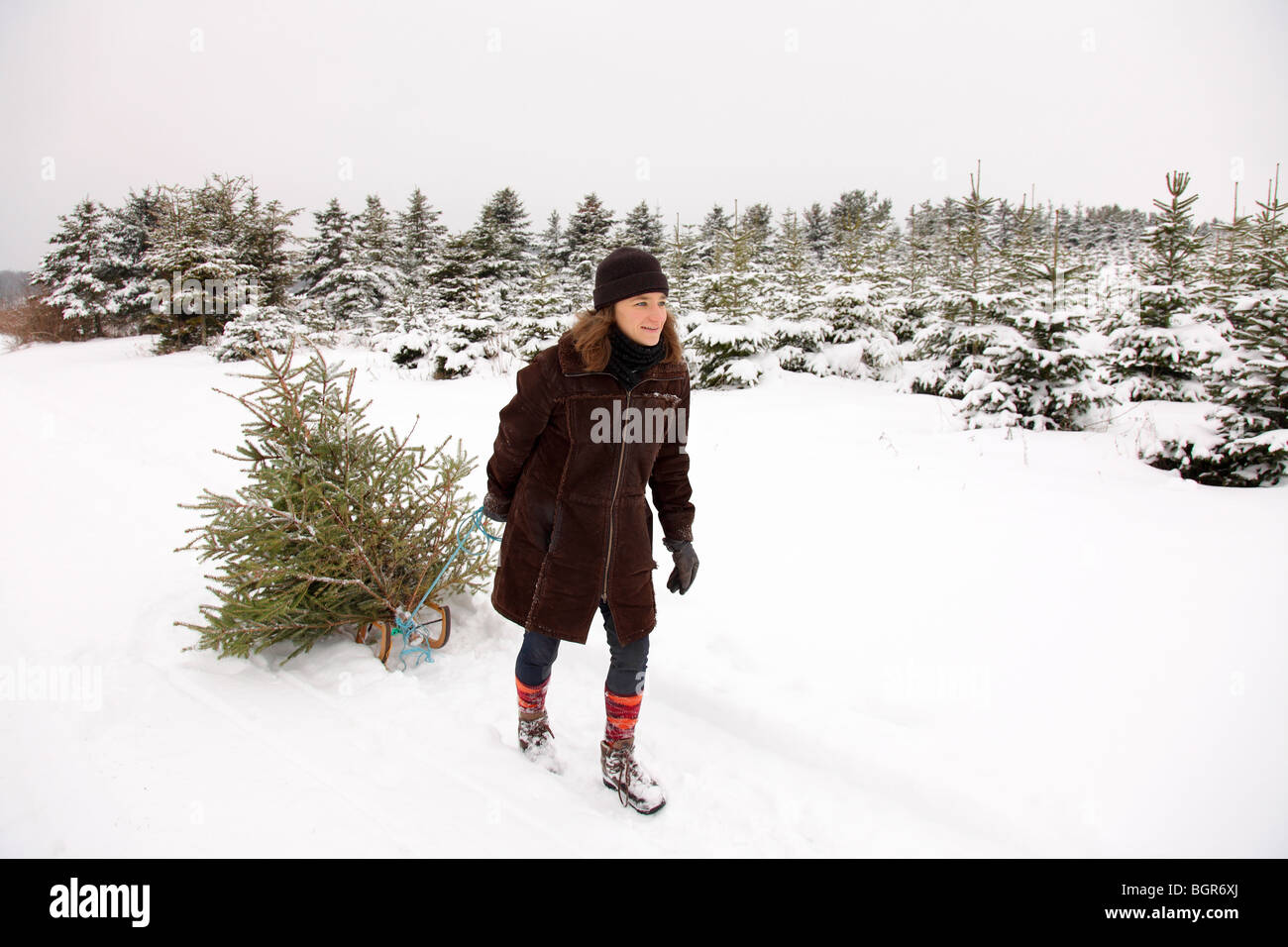 Young woman pulling her christmas tree on a sledge out of a forest ...