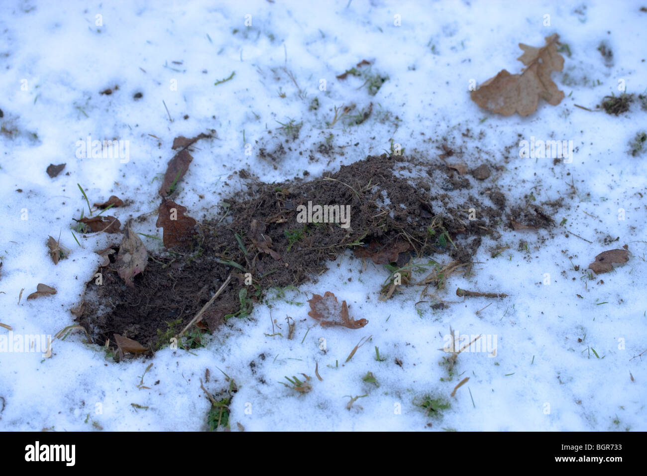Rabbit (Oryctolagus cuniculus). Digging through snow to find roots of ...
