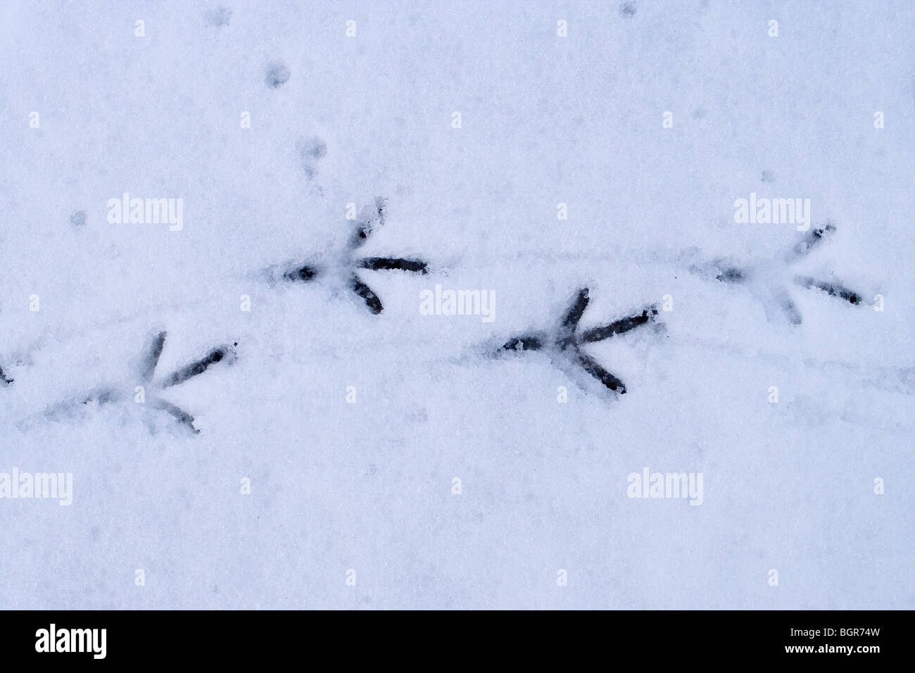 Red-legged or French Partridge (Alectoris rufa). Foot prints in melting ...