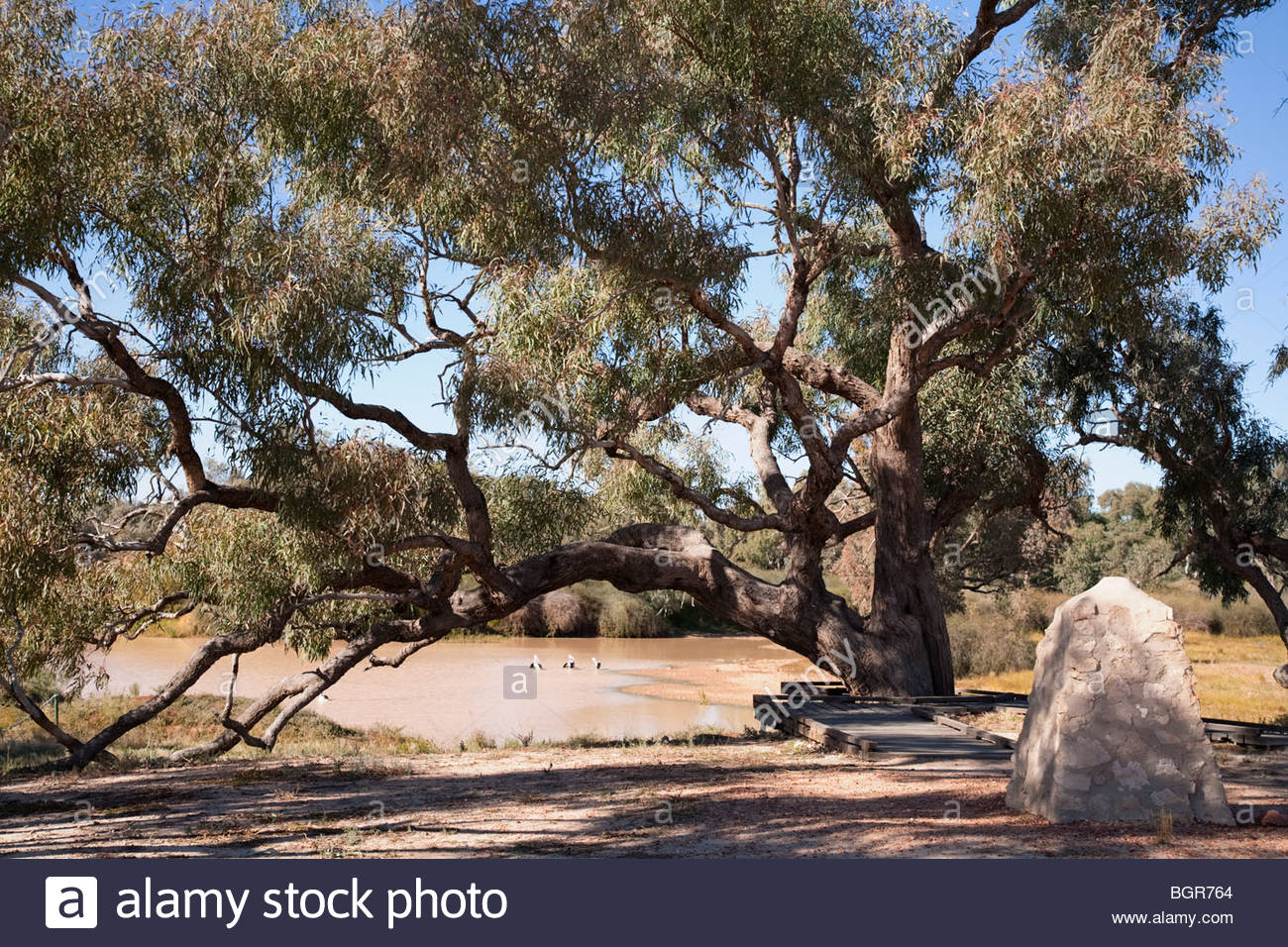Coolibah Tree Stock Photos & Coolibah Tree Stock Images - Alamy