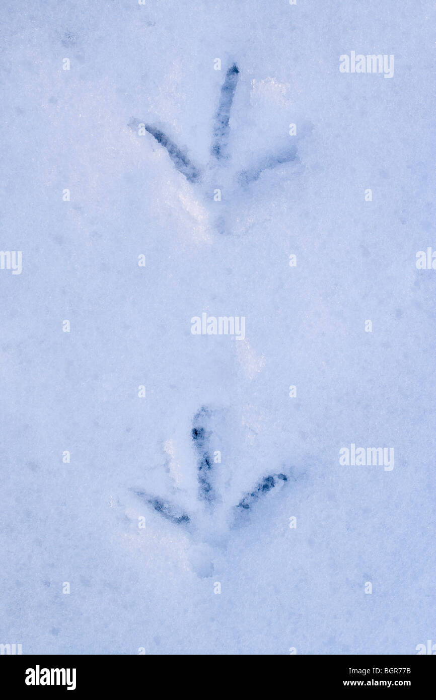 Pheasant footprints hi-res stock photography and images - Alamy