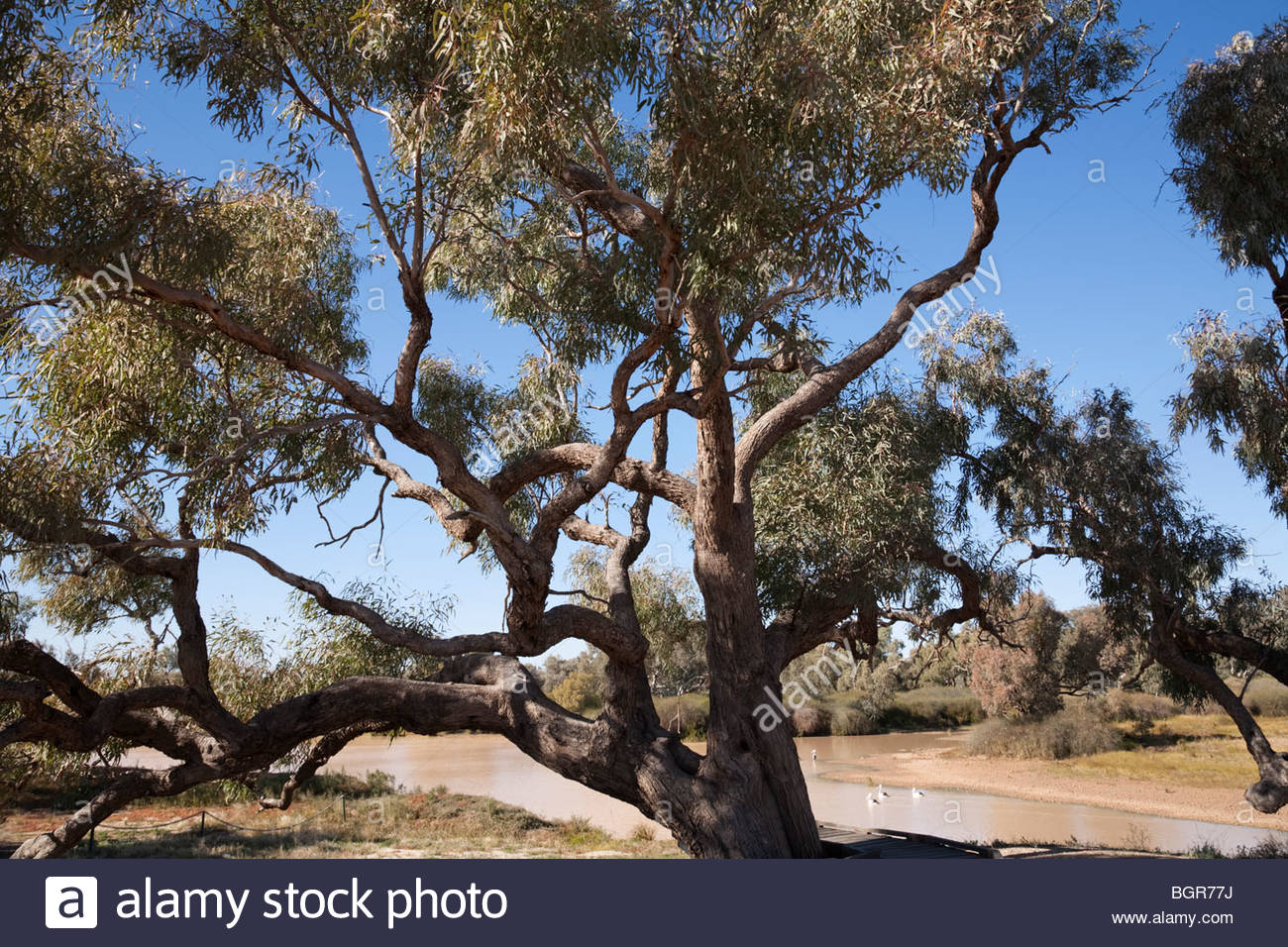 Coolibah Tree Stock Photos & Coolibah Tree Stock Images - Alamy