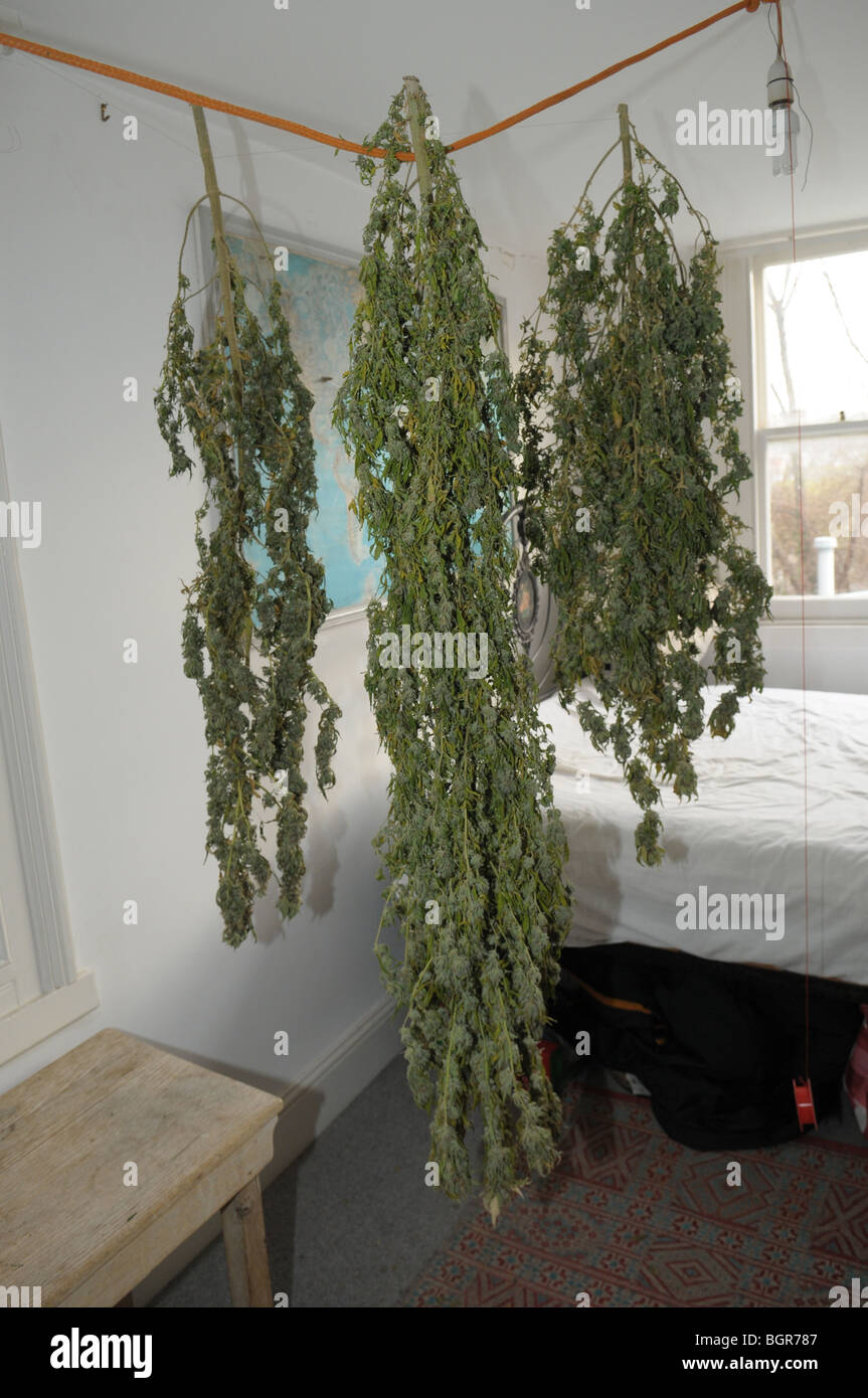 Marijuana being home grown in a house in the UK Stock Photo - Alamy