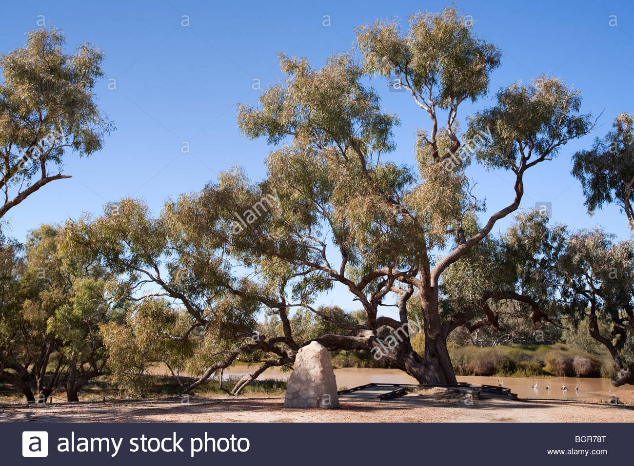 Coolibah Tree Stock Photos & Coolibah Tree Stock Images - Alamy