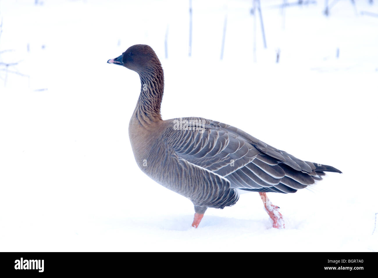 Goose stepping hi-res stock photography and images - Alamy