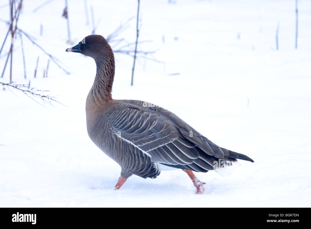 Pink-footed Goose (Anser brachyrhynchus). Walking in snow. 'Goose ...