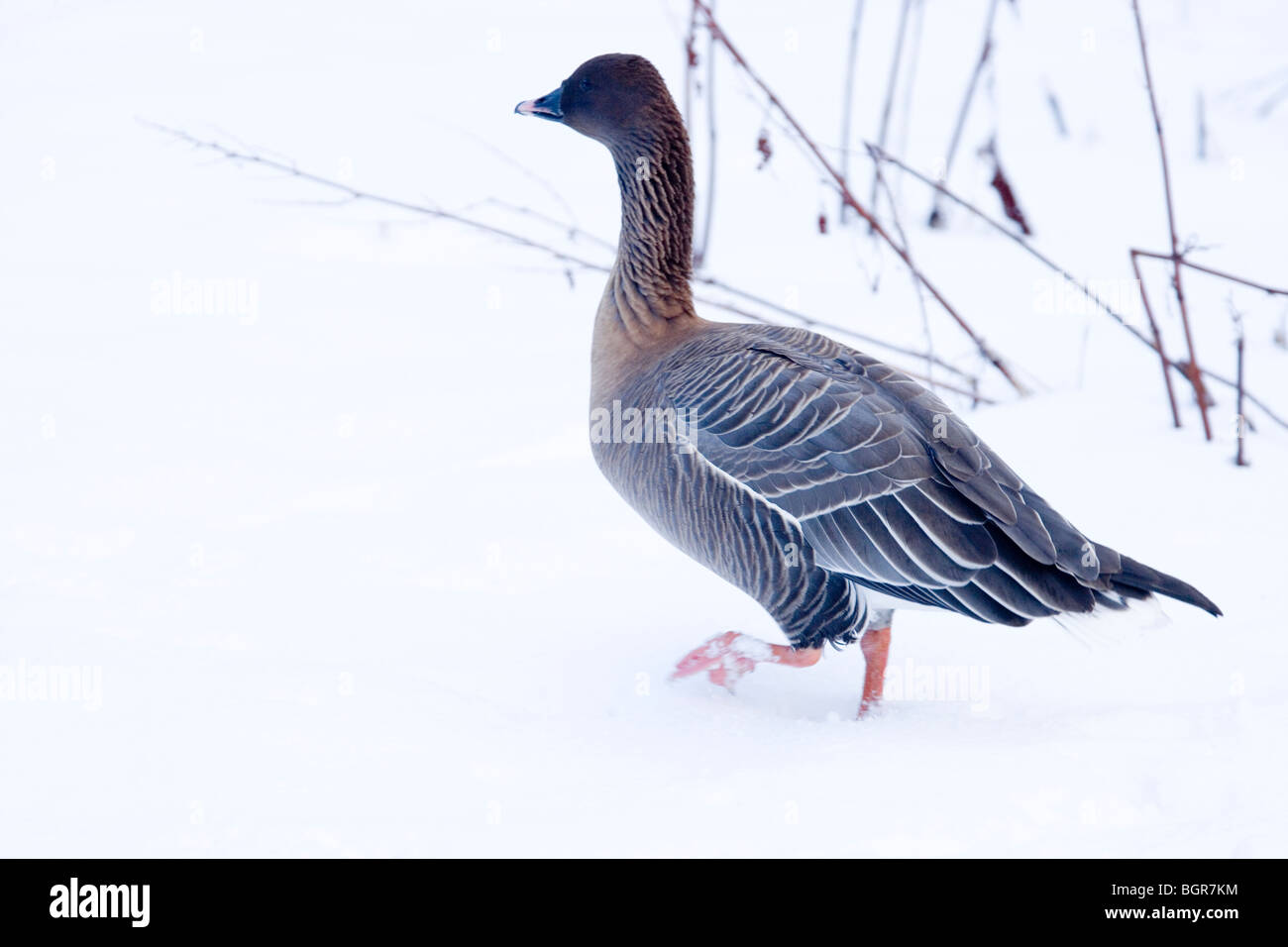 Pink-footed Goose (Anser brachyrhynchus). Walking in snow. 'Goose ...