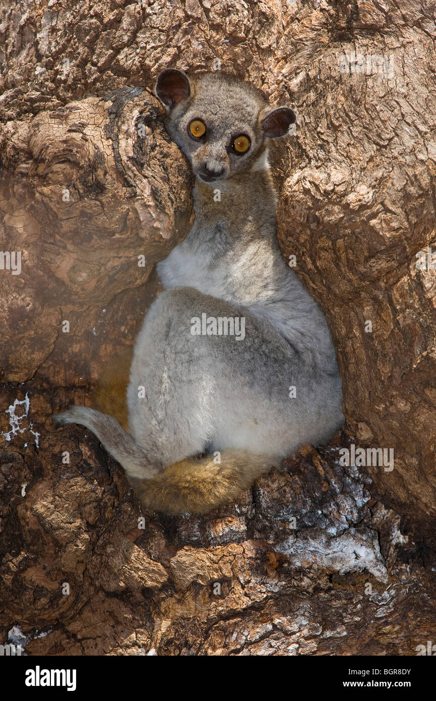 Red tailed sportive lemurs lepilemur ruficaudatus hi-res stock ...