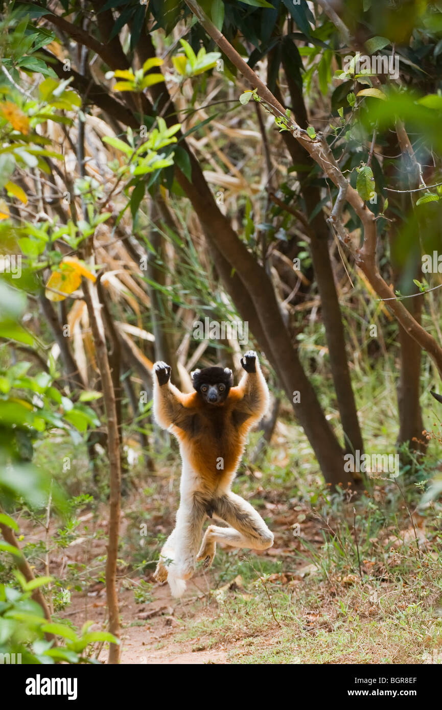 Jumping Crowned Sifaka (Propithecus coronatus), Madagascar Stock Photo ...