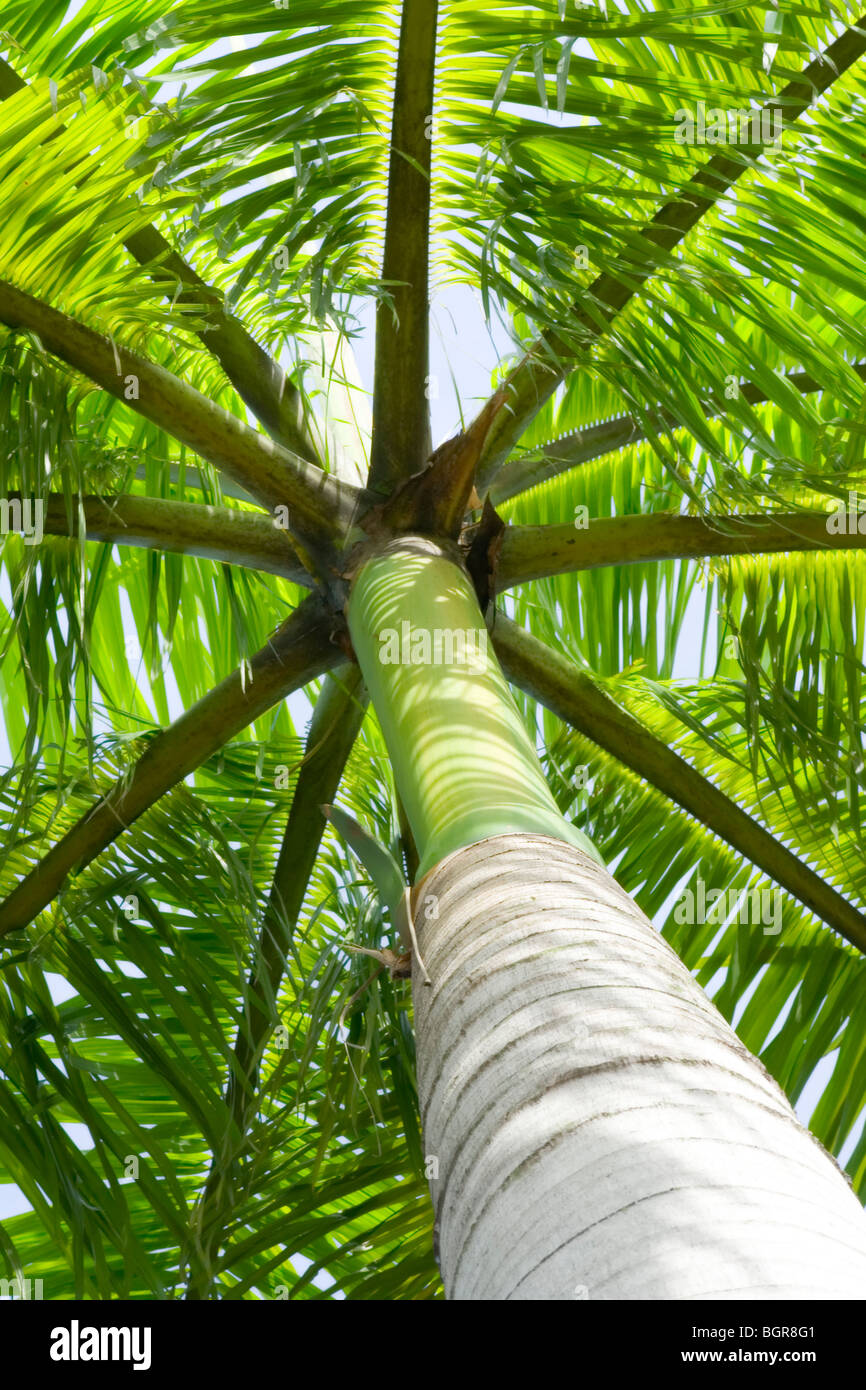 Palm base hi-res stock photography and images - Alamy