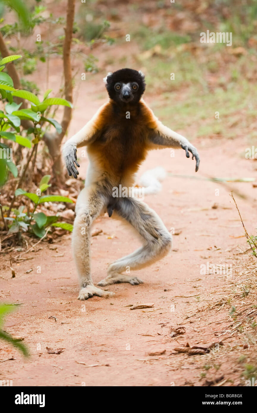 Lemur lemurs jumping madagascar hi-res stock photography and images - Alamy