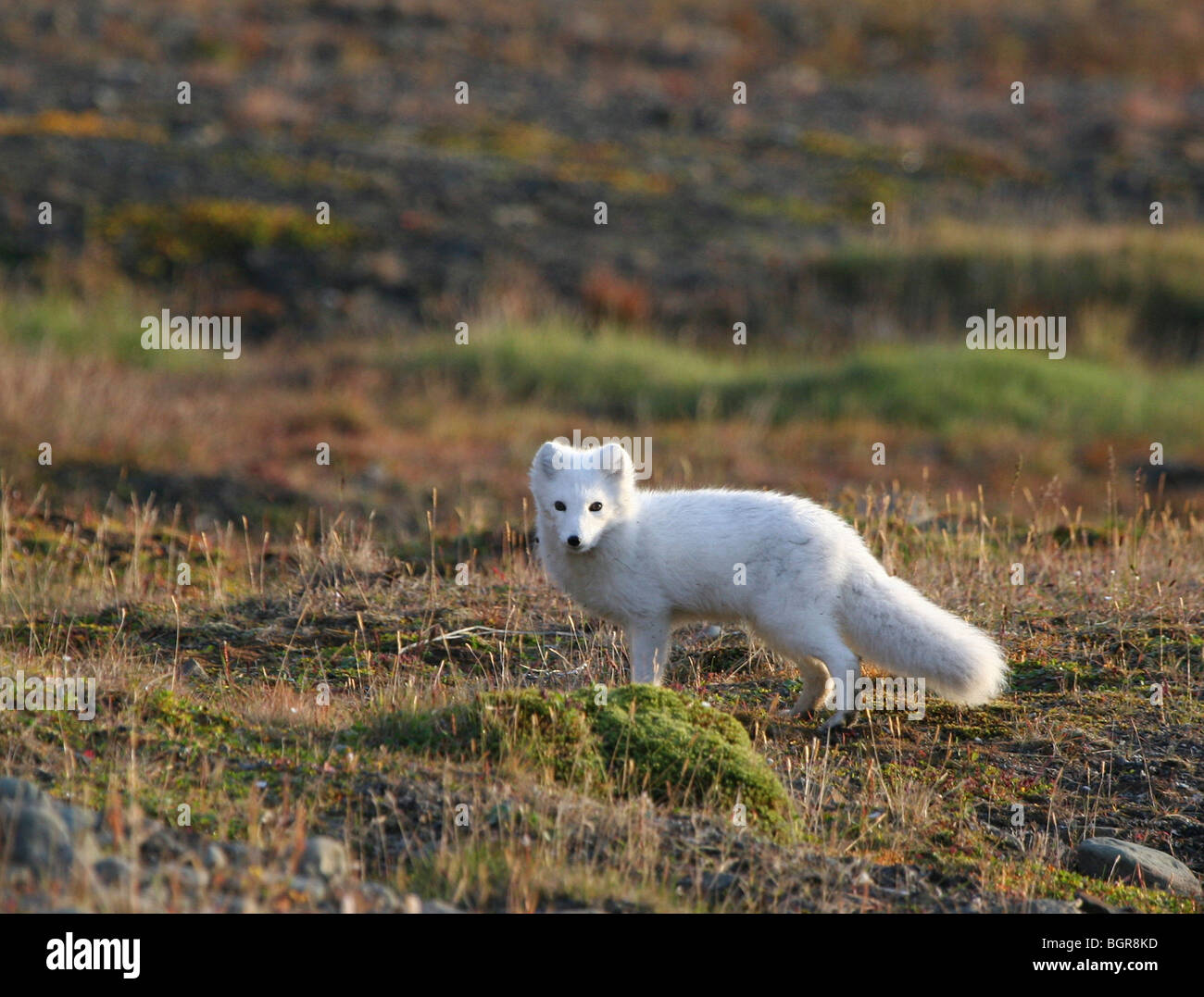 Arctic Fox, Alopex lagopus, Svalbard Stock Photo - Alamy