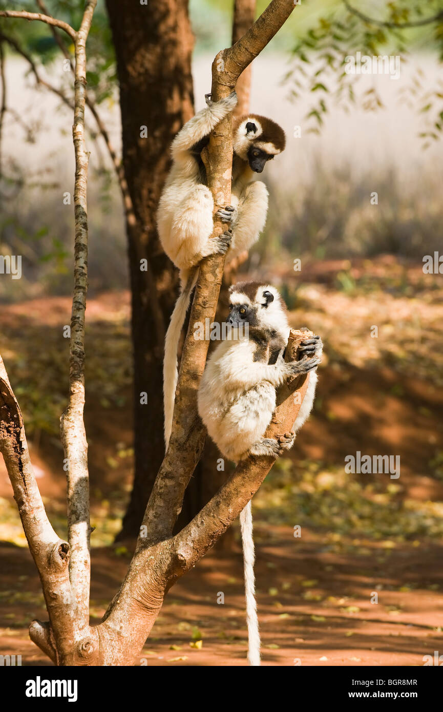 Verreaux's Sifaka (Propithecus verreauxi), Madagascar Stock Photo - Alamy