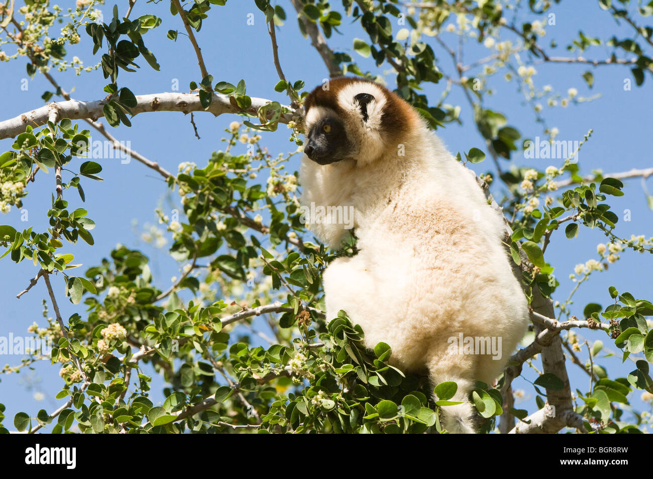 Verreaux's Sifaka (Propithecus verreauxi), Madagascar Stock Photo - Alamy