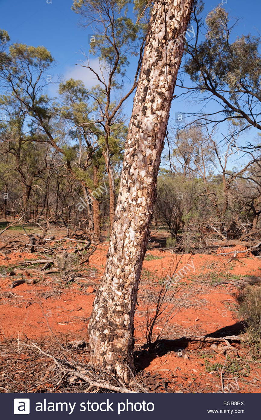 Flindersia Stock Photos & Flindersia Stock Images - Alamy