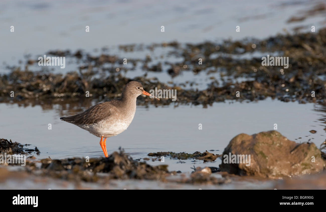 The wash estuary hi-res stock photography and images - Alamy