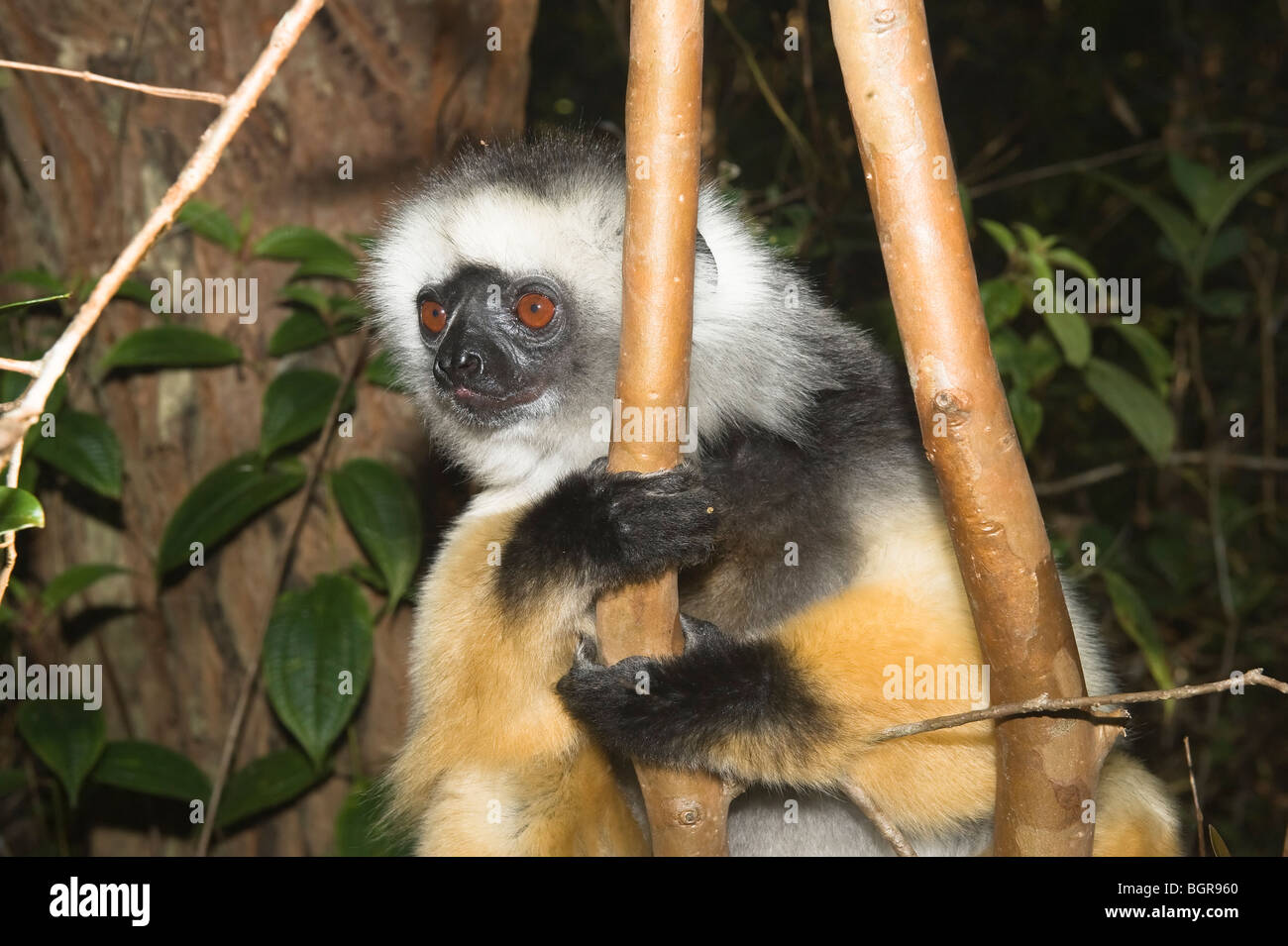 Diademed Sifaka (Propithecus diadema), Madagascar Stock Photo - Alamy