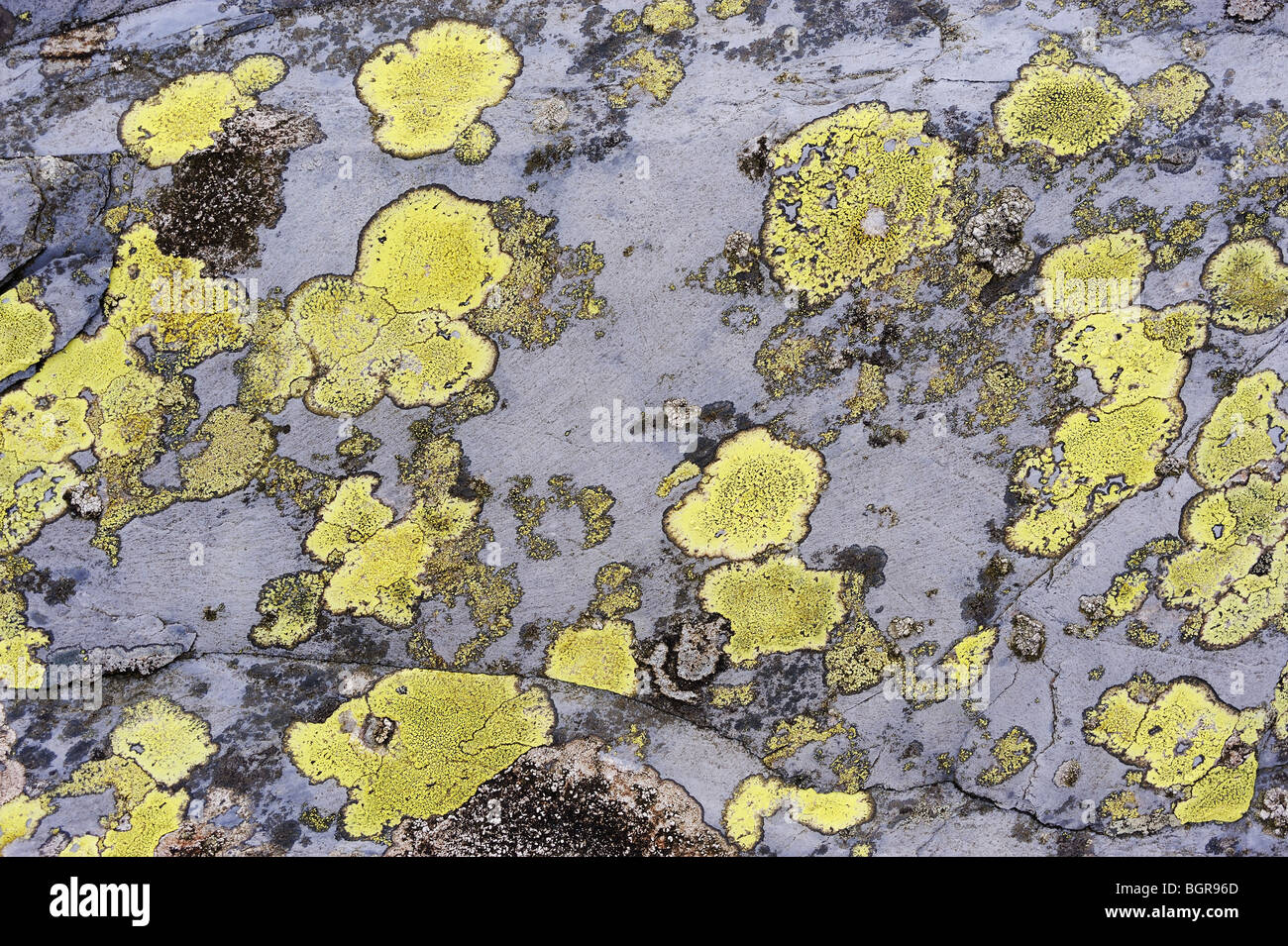 Slate covered with algae / lichen in the Migneint area of Gwynedd ...
