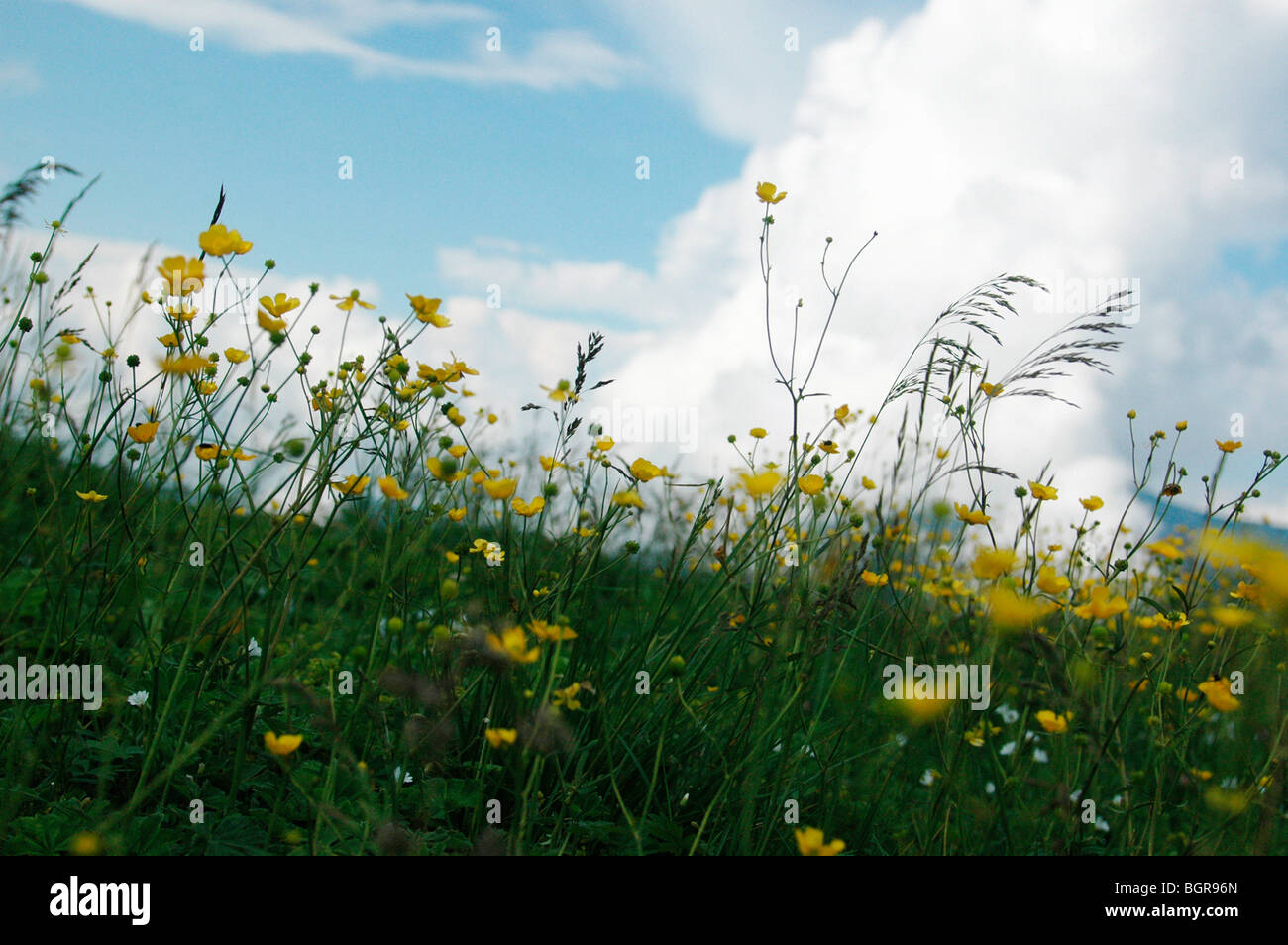 Flower laying low angle hi-res stock photography and images - Alamy