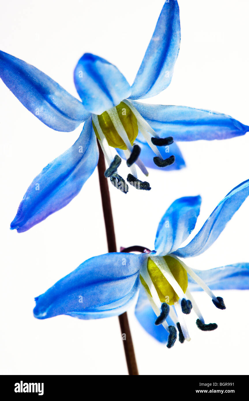 A flower against white background Stock Photo - Alamy