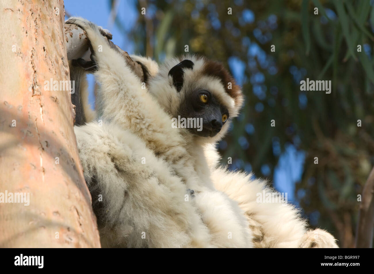 Verreaux's Sifaka (Propithecus verreauxi), Madagascar Stock Photo - Alamy