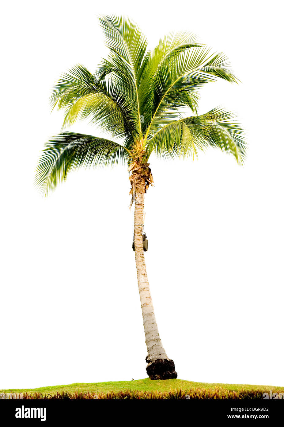 Palm tree isolated on white background Stock Photo - Alamy