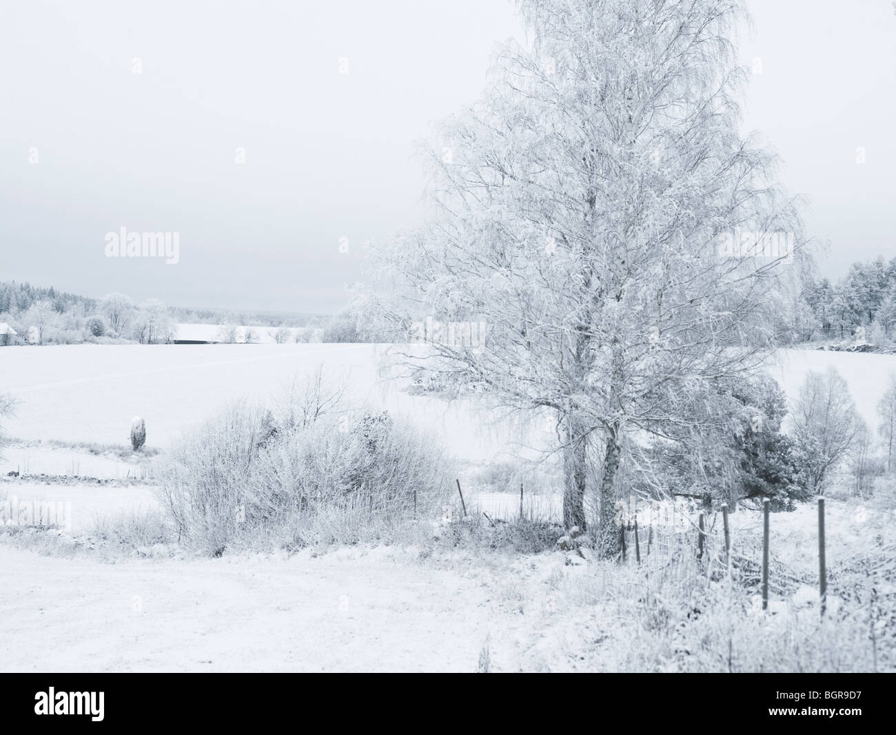 A snow covered landscape, Sweden Stock Photo - Alamy