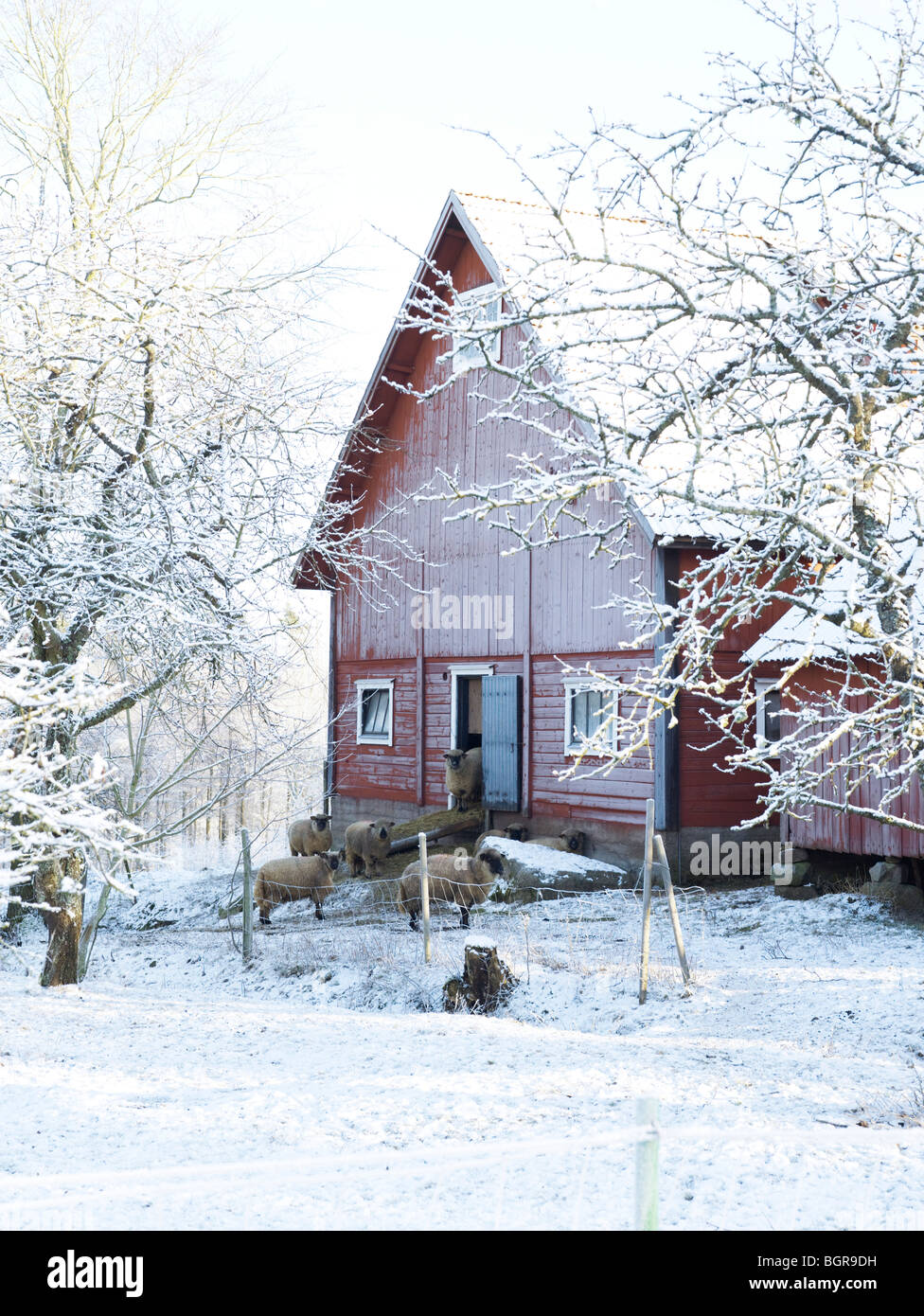 Sheep outside a farm, Sweden Stock Photo - Alamy