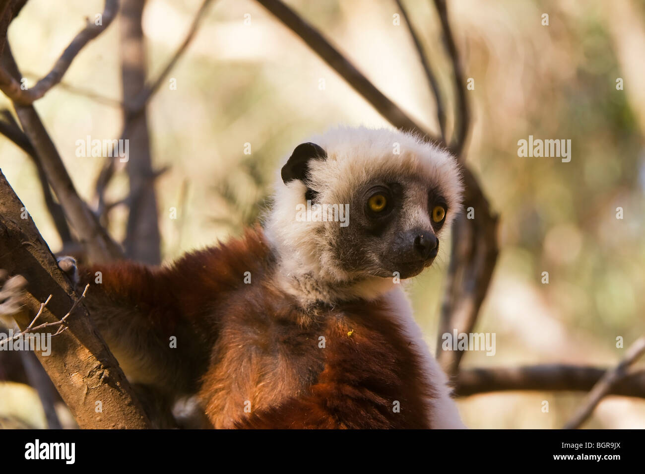 Coquerel's Sifaka (Propithecus coquereli), Madagascar Stock Photo - Alamy