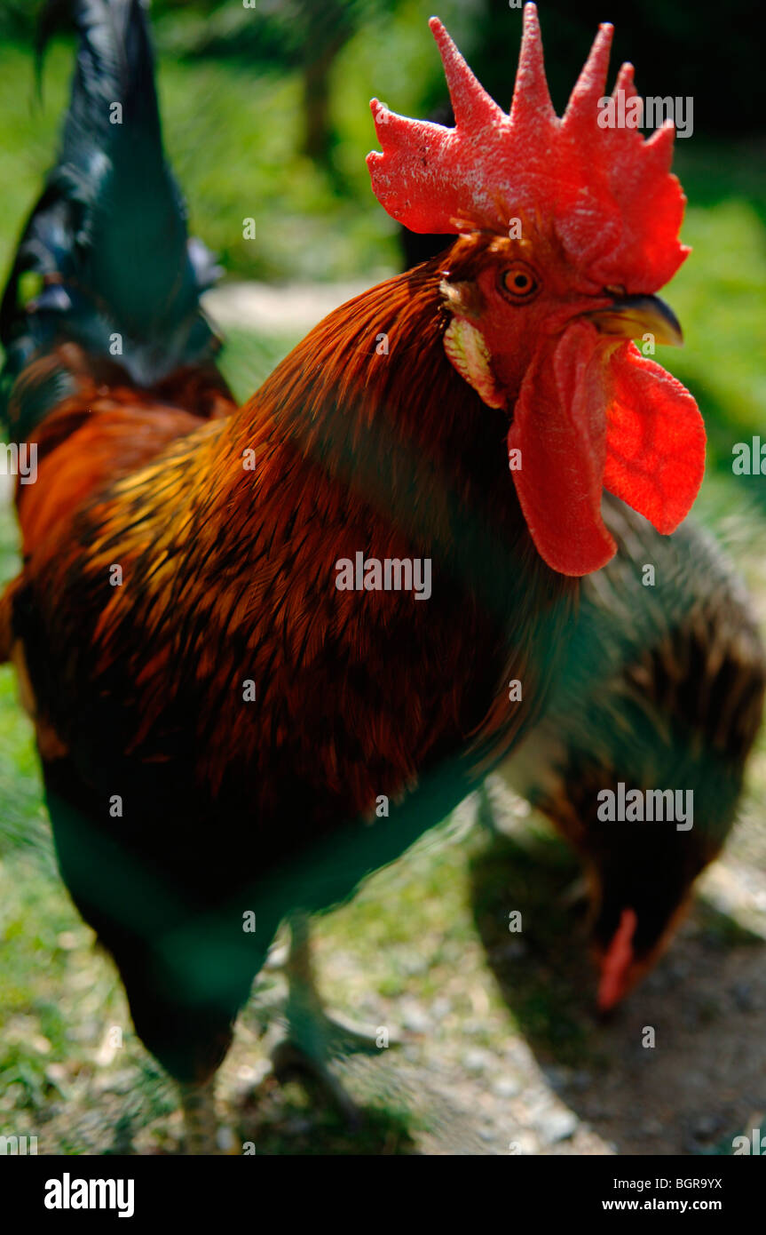 Colourful rooster hi-res stock photography and images - Alamy