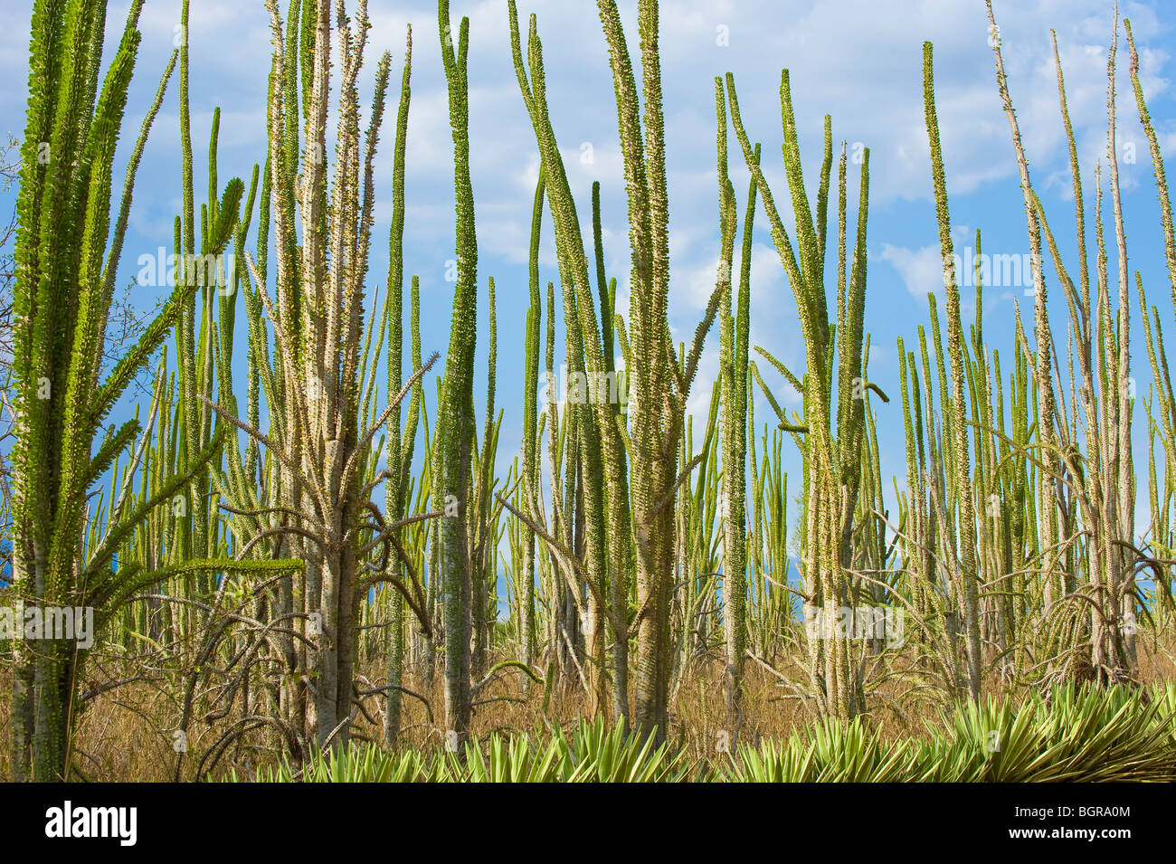 Octopus Tree (Didiera madagascariensis), Spiny Forest, Berenty ...