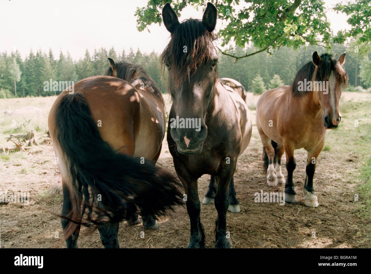 Hores in a Stock Photo - Alamy