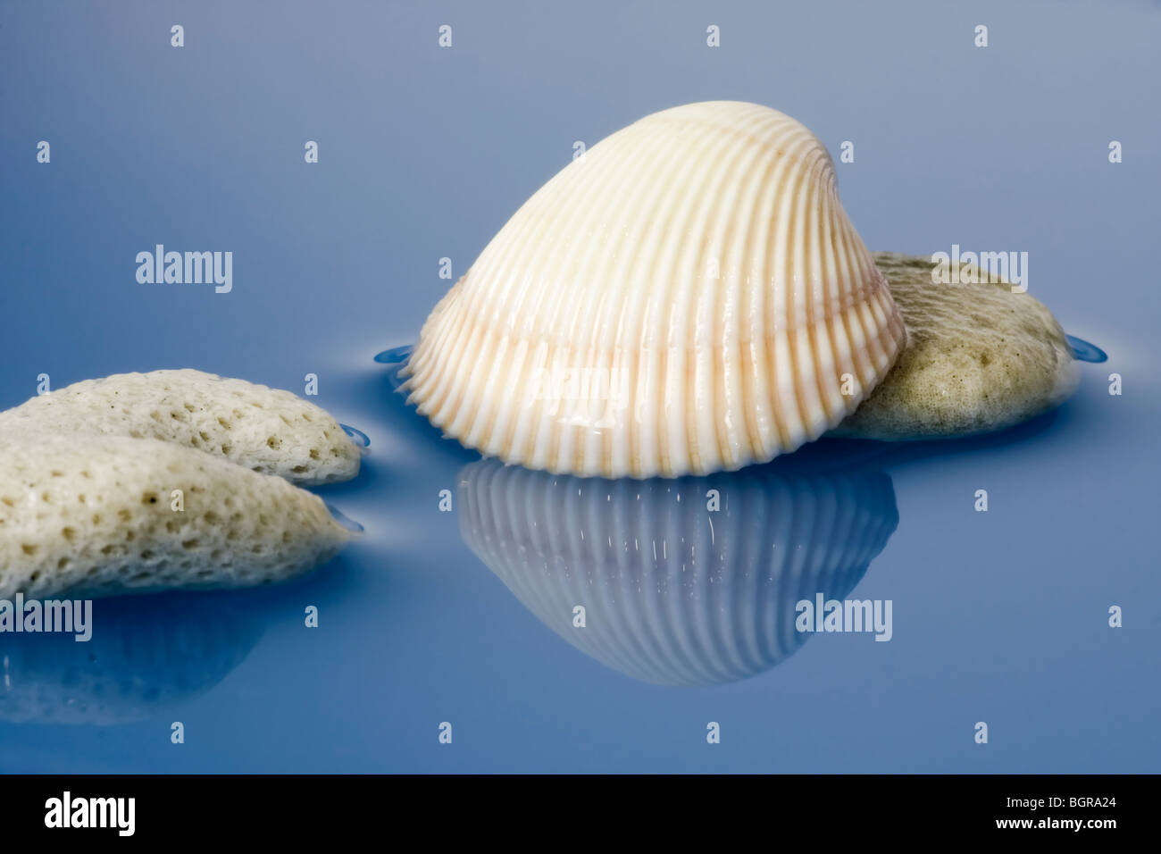 Dead coral and sea shell on water background Stock Photo - Alamy