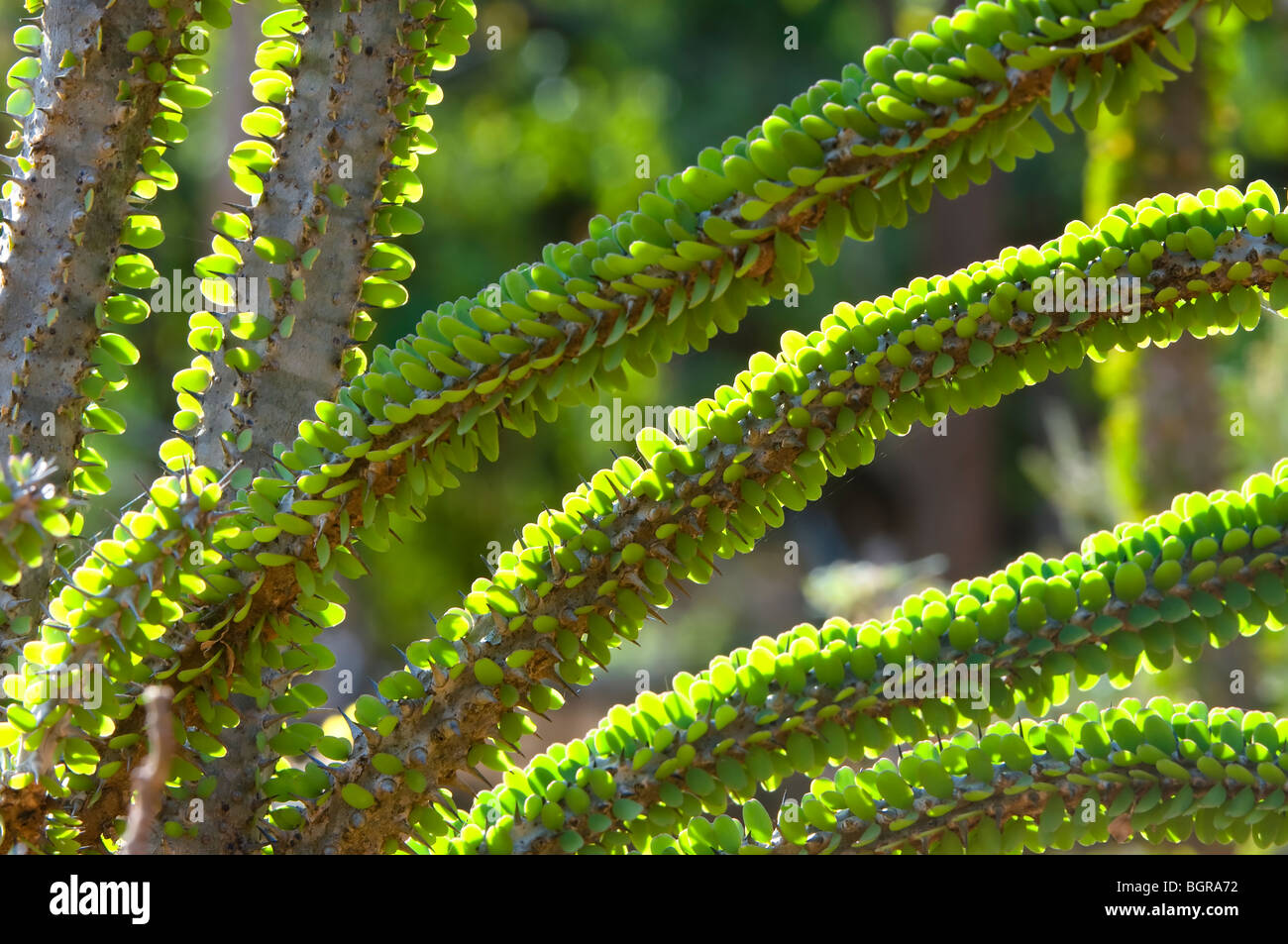 Octopus Tree (Didiera madagascariensis), Spiny Forest, Berenty ...