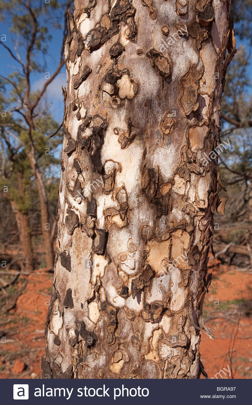 Flindersia Stock Photos & Flindersia Stock Images - Alamy