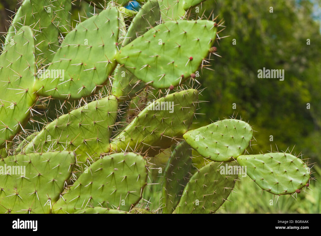 Madagascar plants hi-res stock photography and images - Alamy
