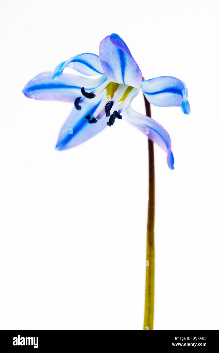 A flower against white background Stock Photo - Alamy