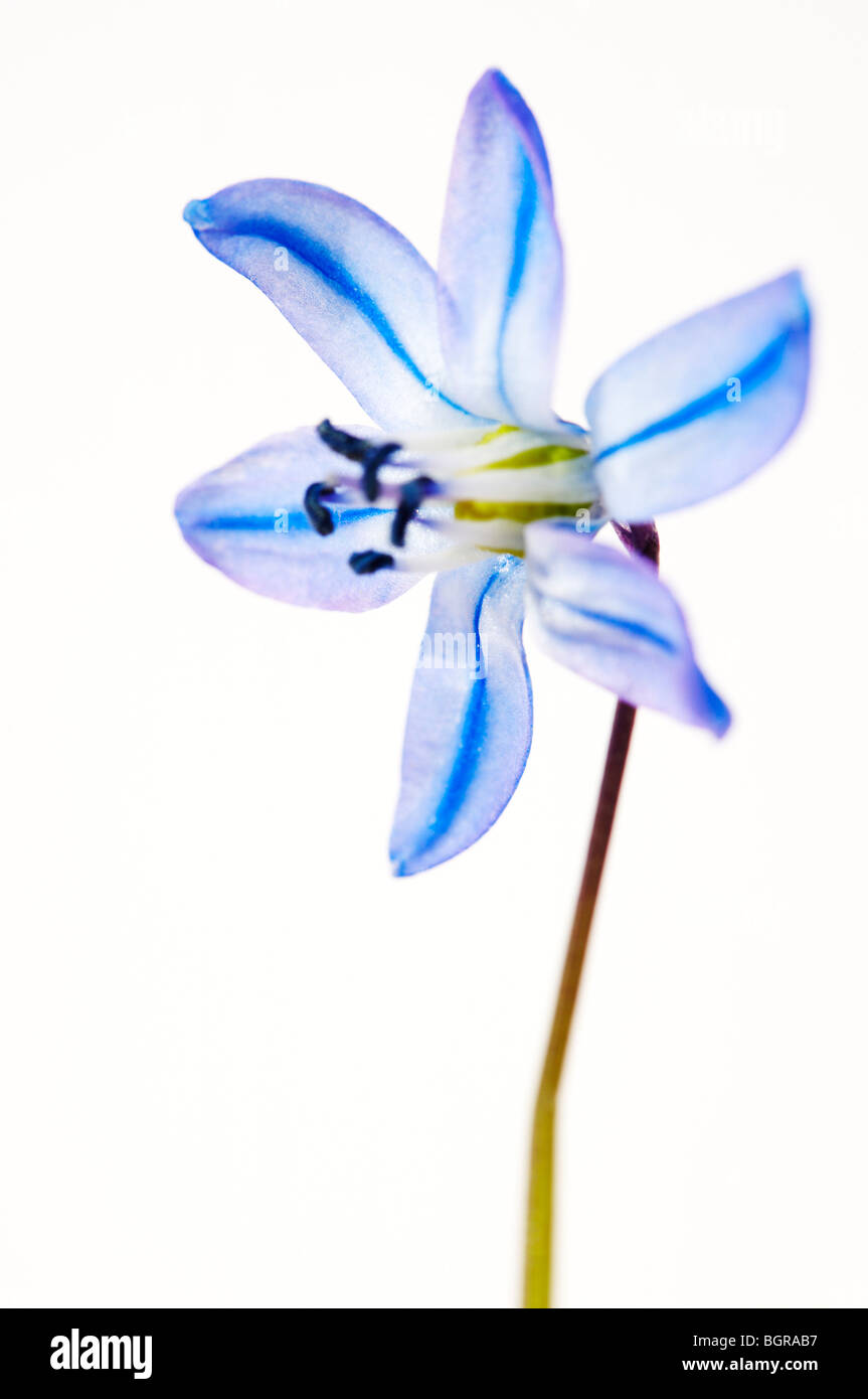 A flower against white background Stock Photo - Alamy