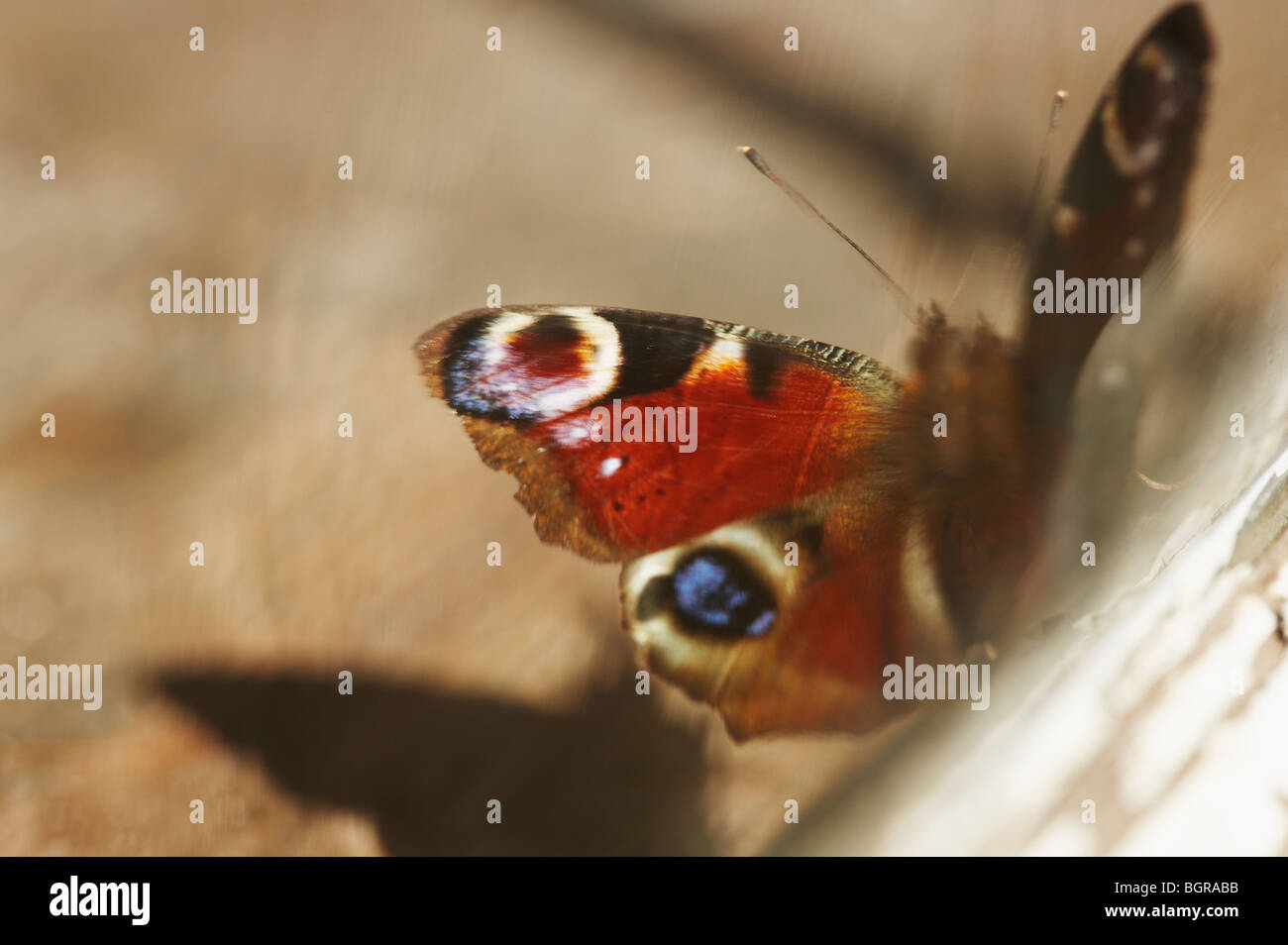 A butterfly, close-up Stock Photo - Alamy