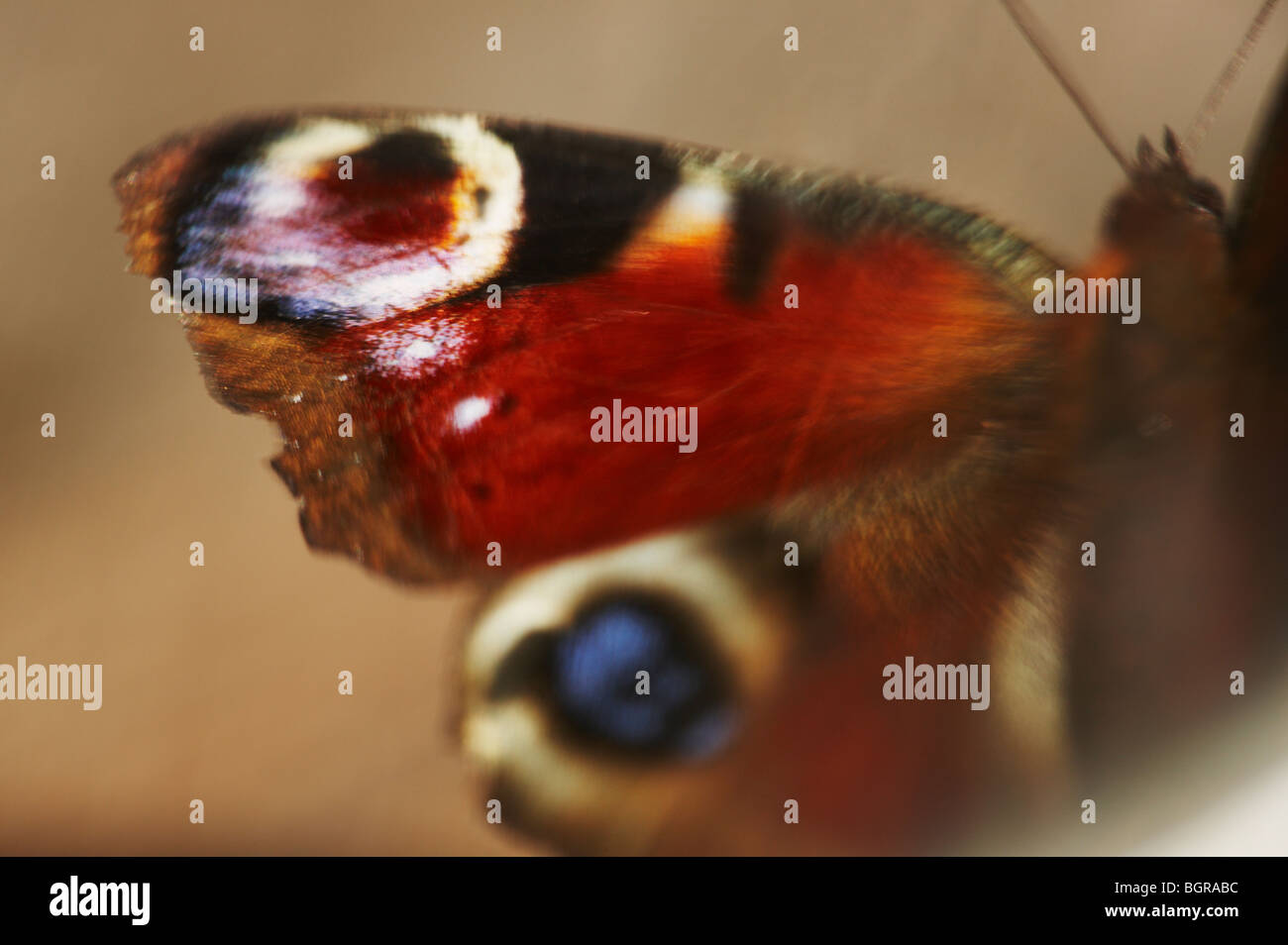 A butterfly, close-up Stock Photo - Alamy