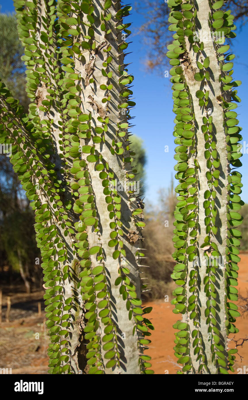 Didiera madagascariensis hi-res stock photography and images - Alamy