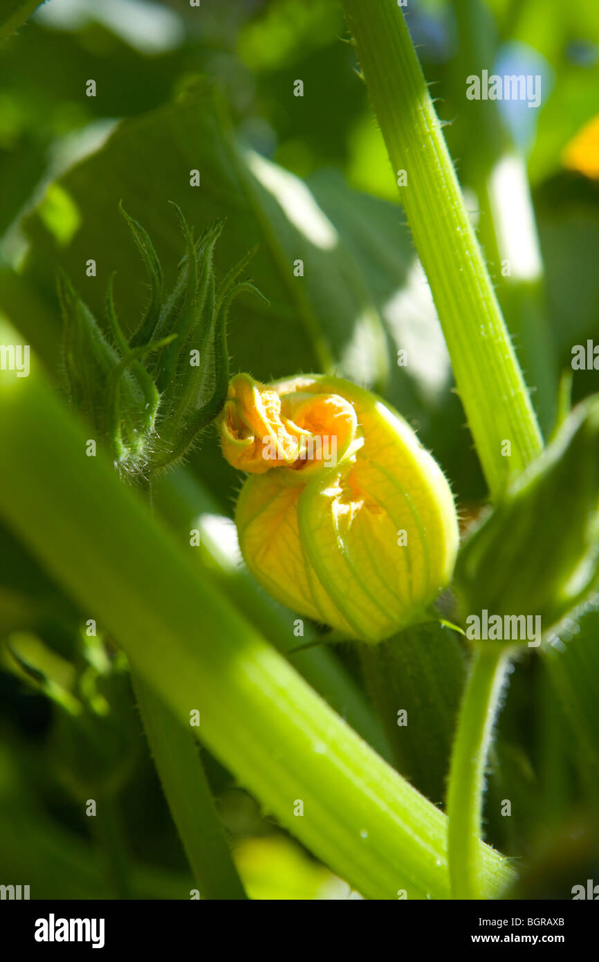 Zucchini flower, close-up Stock Photo - Alamy