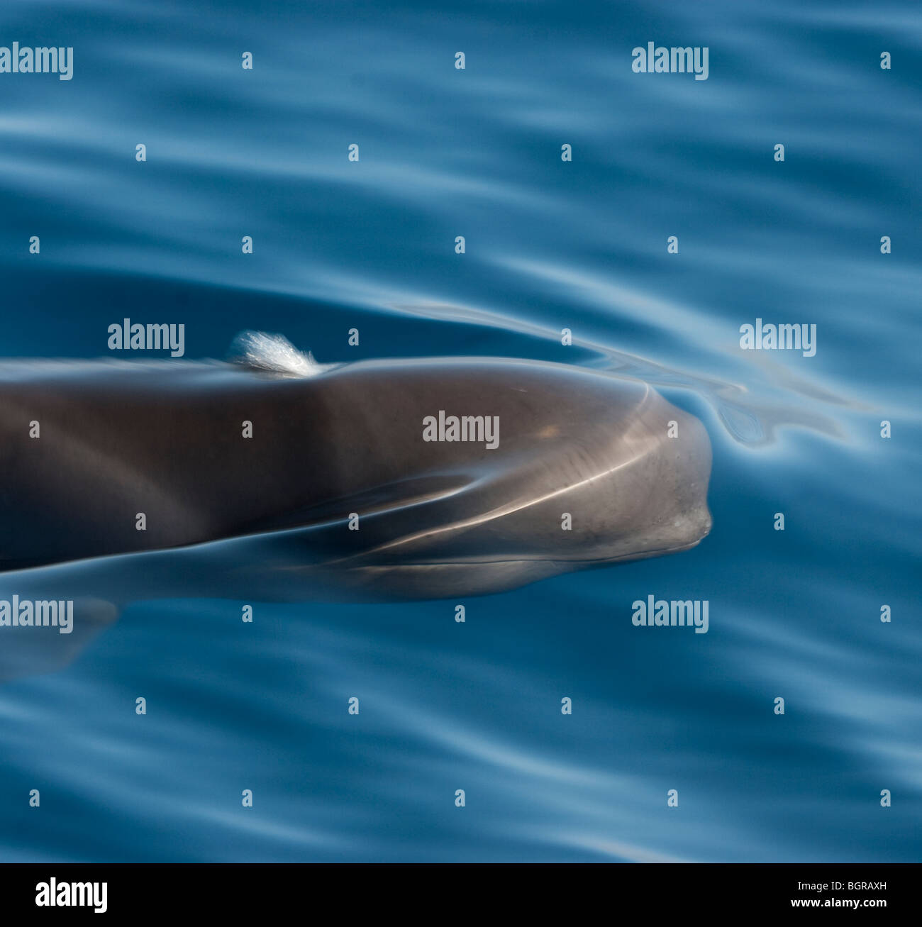 Short finned pilot whale hi-res stock photography and images - Alamy