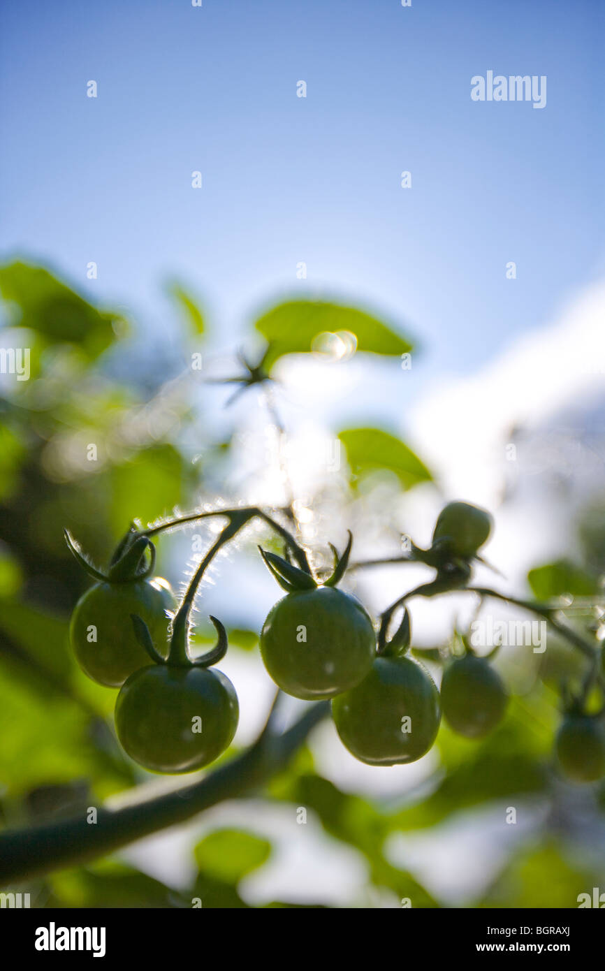 Tomato plantations hi-res stock photography and images - Alamy