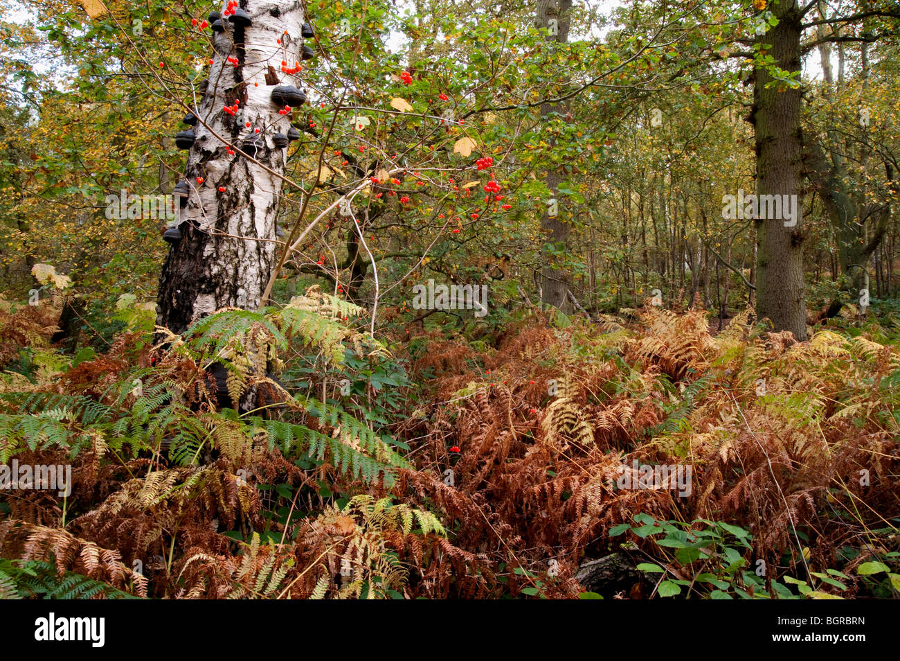 Autumn woodland colours Stock Photo - Alamy