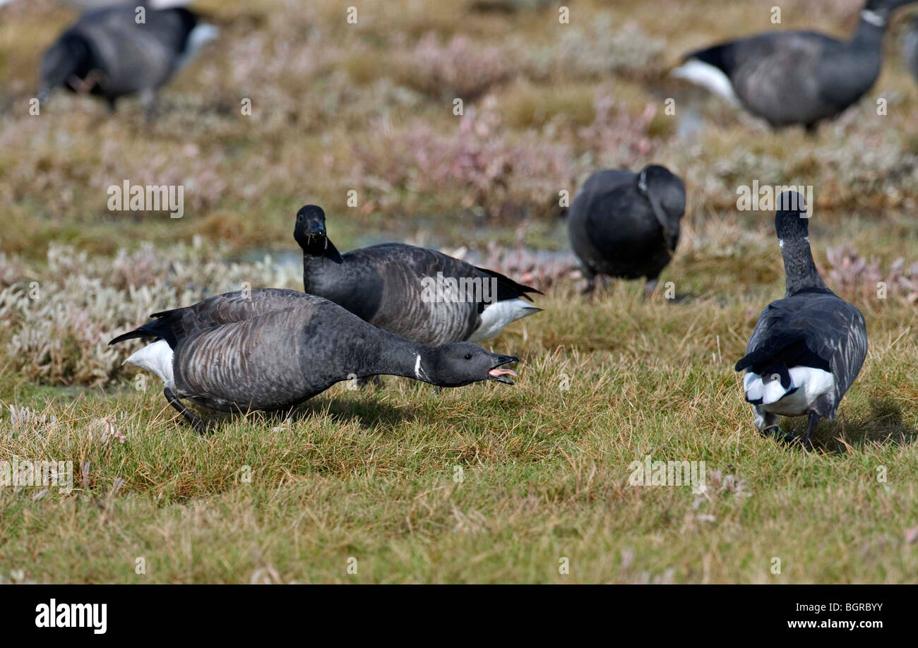 Goose aggression hi-res stock photography and images - Alamy