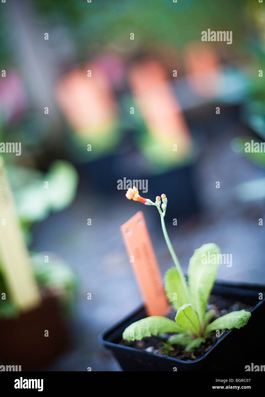 A small plant, Sweden Stock Photo - Alamy