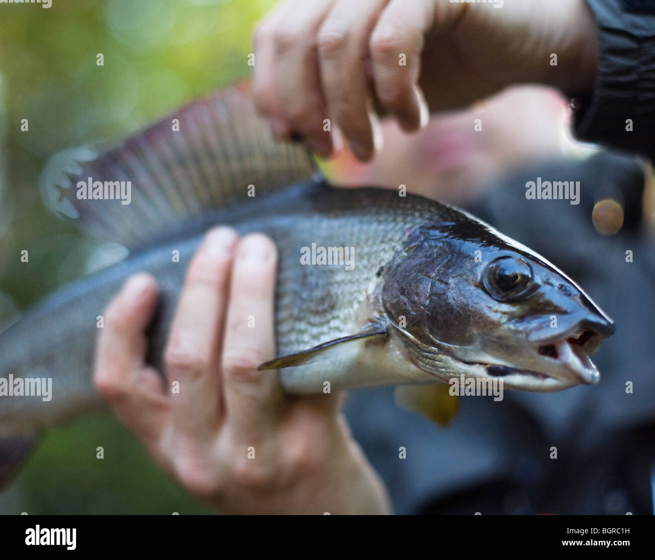 Man holding a grayling, Sweden Stock Photo - Alamy